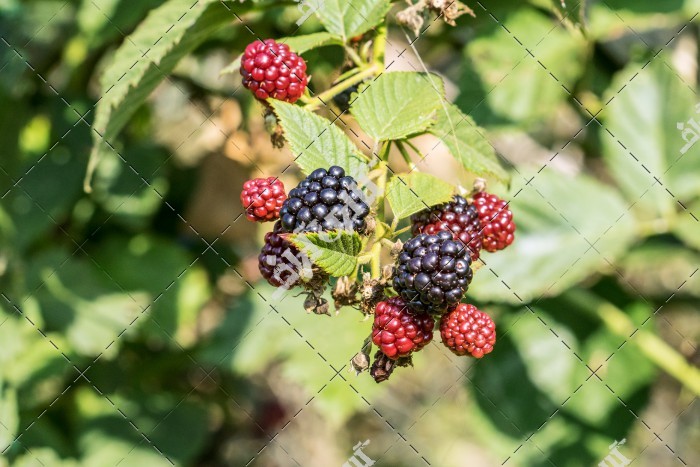 دانلود تصویر با کیفیت شاه توت