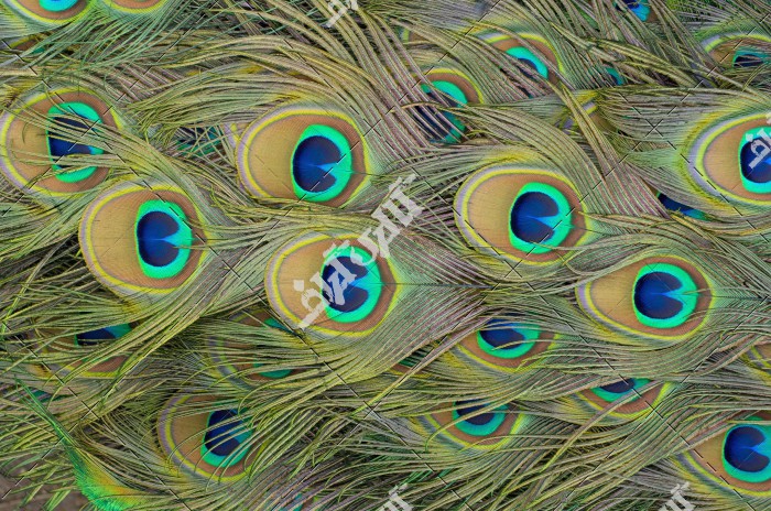 تصویر مجموعه پر طاووس