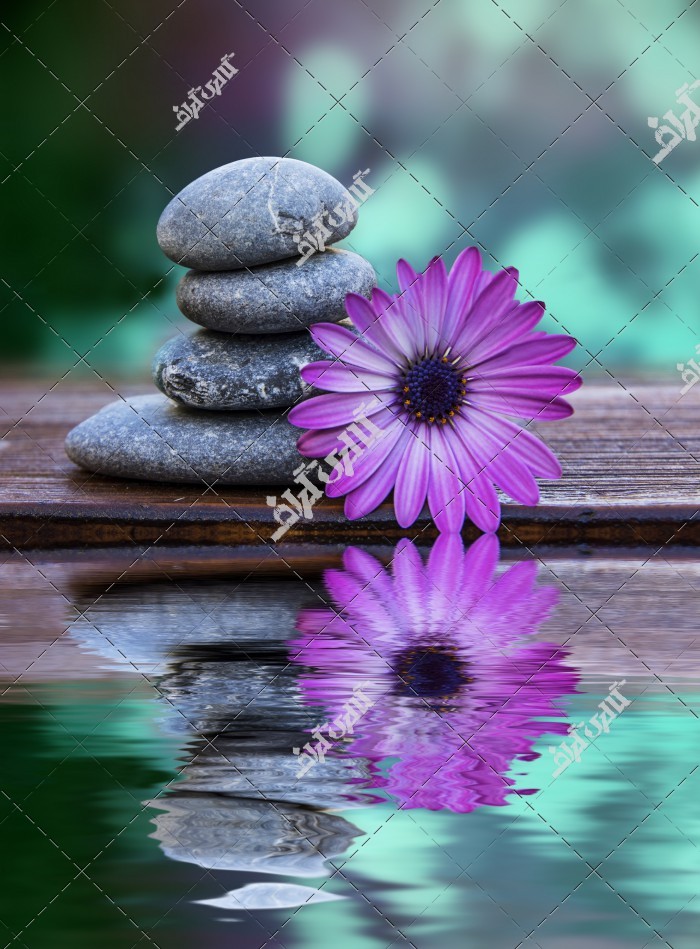 تصویر گل بنفش و زیبا