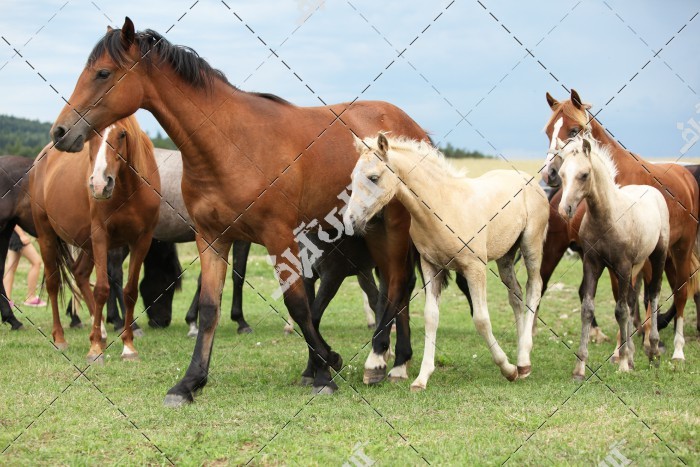 عکس اسب های مختلف در مزرعه